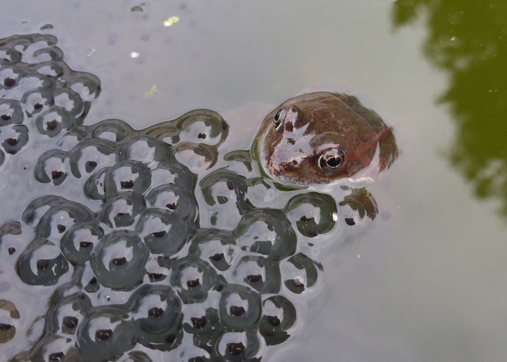 Challenge 8 | Dublin Bay Biosphere