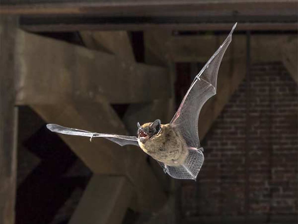 Nature and Environmental NGO's | Dublin Bay Biosphere