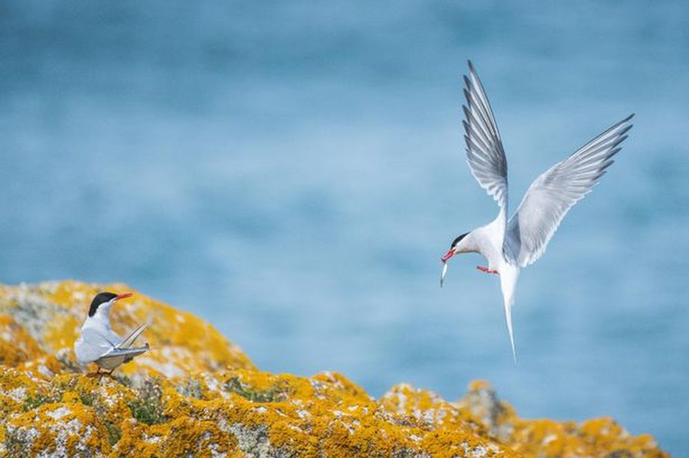Graceful Arctic Tern & Grey Heron | Dublin Bay Biosphere