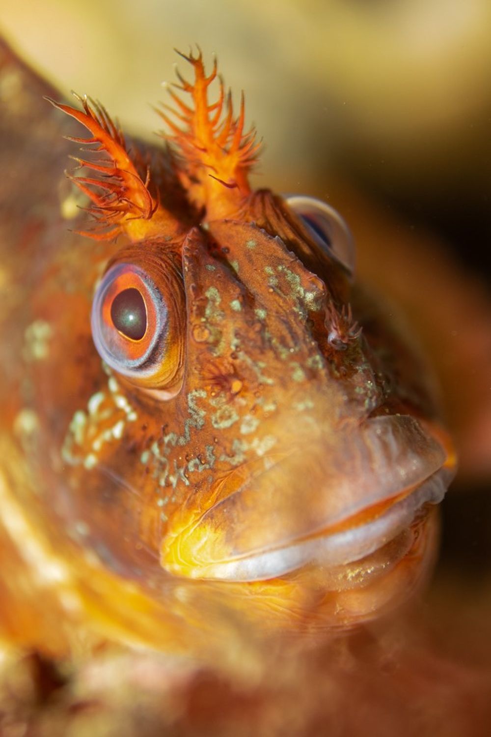 Harbour Porpoise & Blenny | Dublin Bay Biosphere