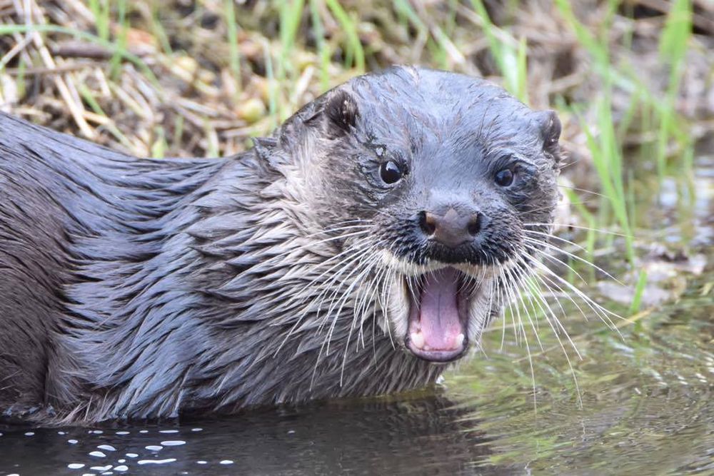 Otter Survey Findings | Dublin Bay Biosphere