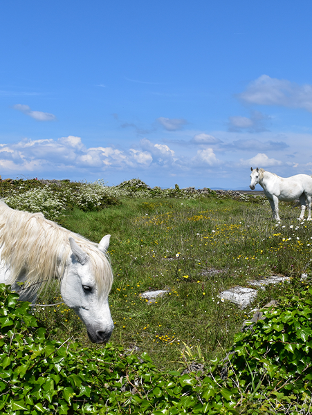 Visiting Ireland: Travel Guide for 18–35 Year Olds | EF Ultimate Break