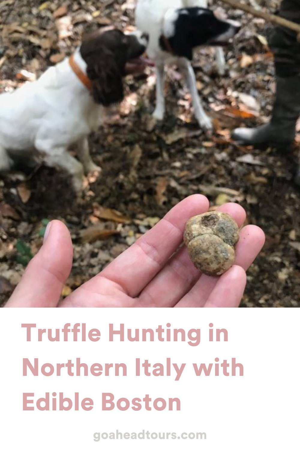 Truffle Hunting in Northern Italy with Edible Boston | EF Go Ahead Tours