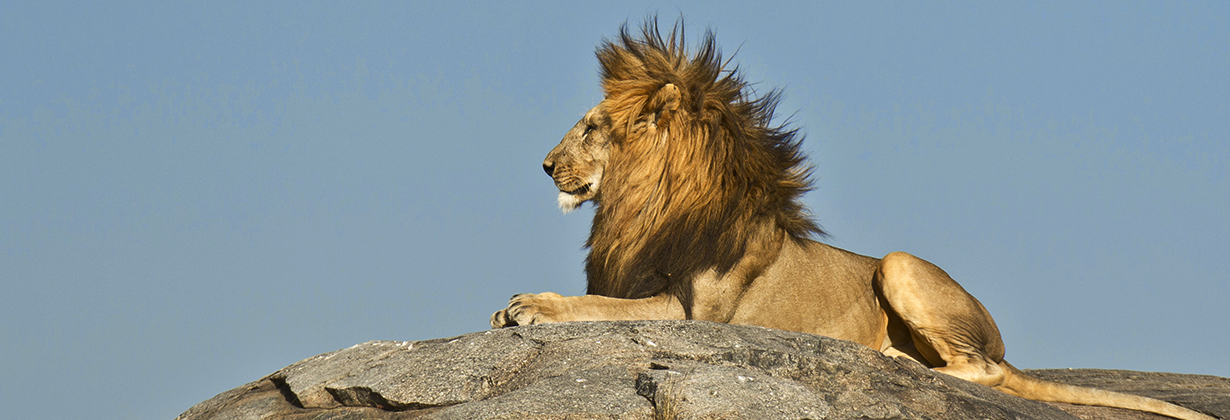 What to Know Before You Go on a Safari | EF Go Ahead Tours