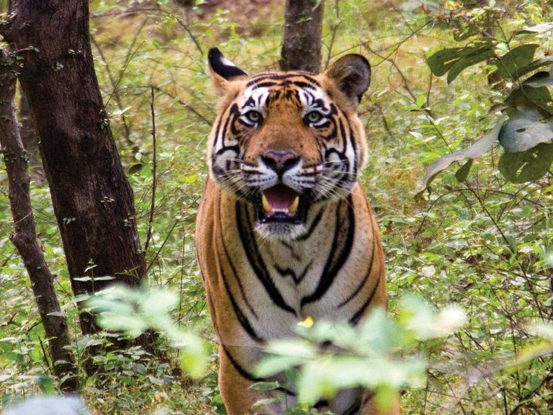 India: Delhi, Agra & Jaipur with Debbie Howell