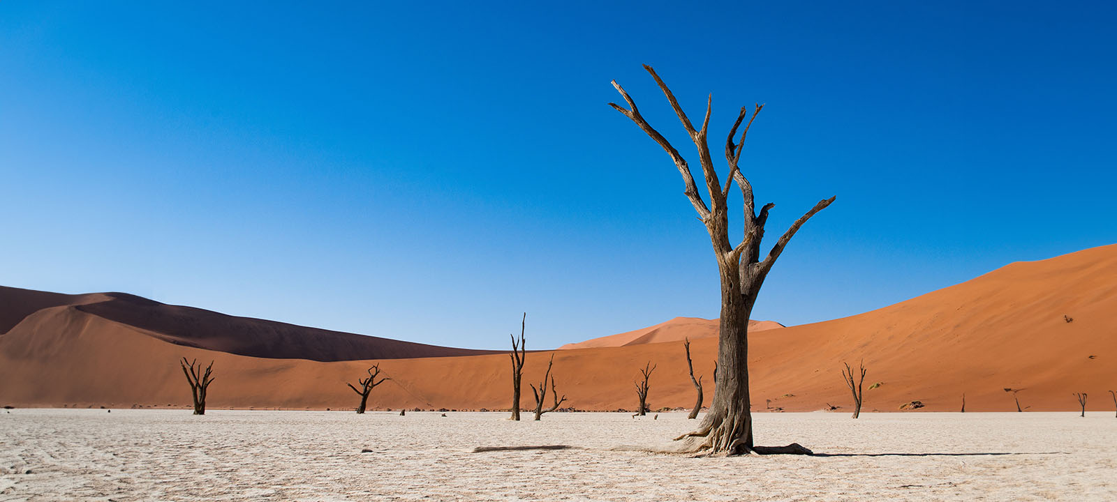 Namibia Wildlife Safari: Desert Landscapes & National Parks | EF Go ...