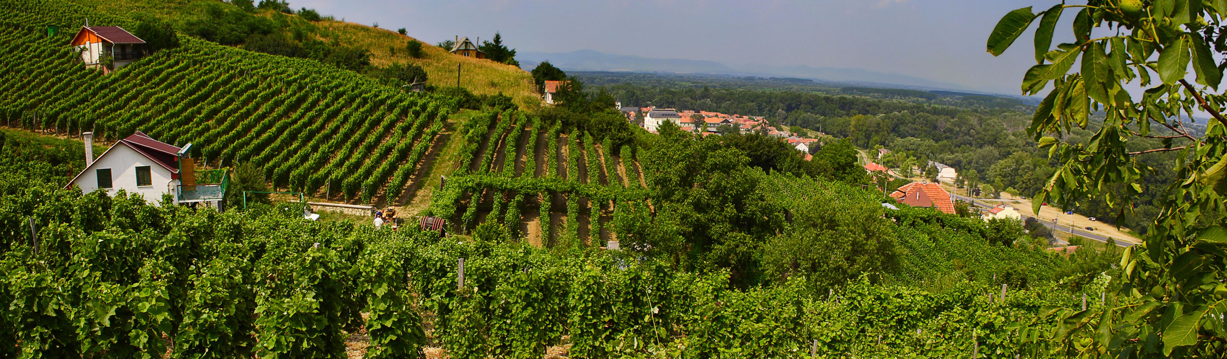 Lake Balaton, Tokaj, And Eger: These 3 Hungary Wine Regions Are The ...