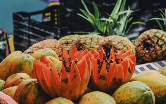 10 Best Things to Do at Monteverde Cloud Forest | EF Go Ahead Tours