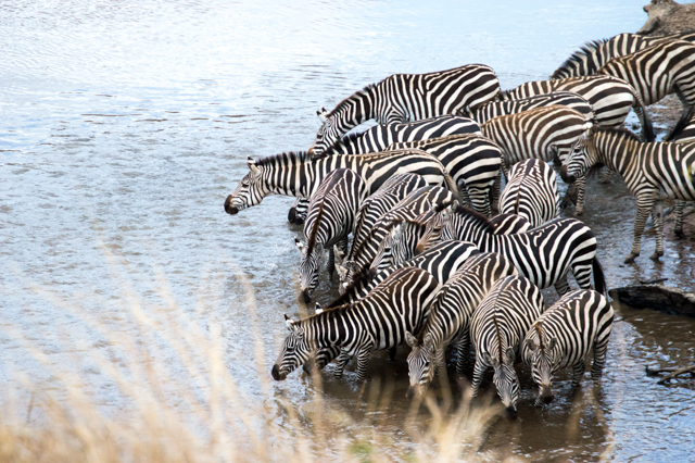 Traveler Story from African Safari Tour | EF Go Ahead Tours