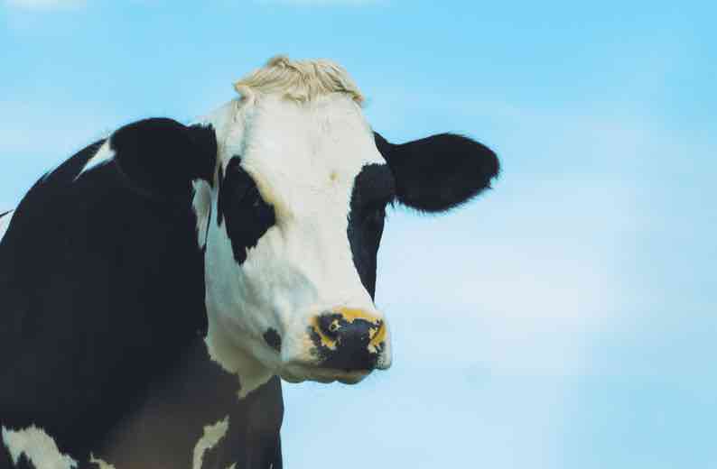 Introduction to the BCG Growth-Share Matrix | Resources | Get Lucidity