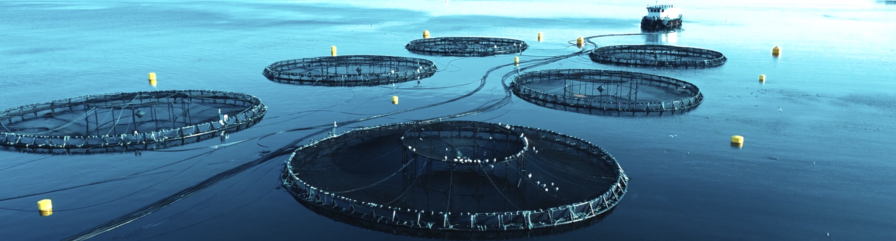 Aquaculture: Why it might be the answer to the world's protein ...