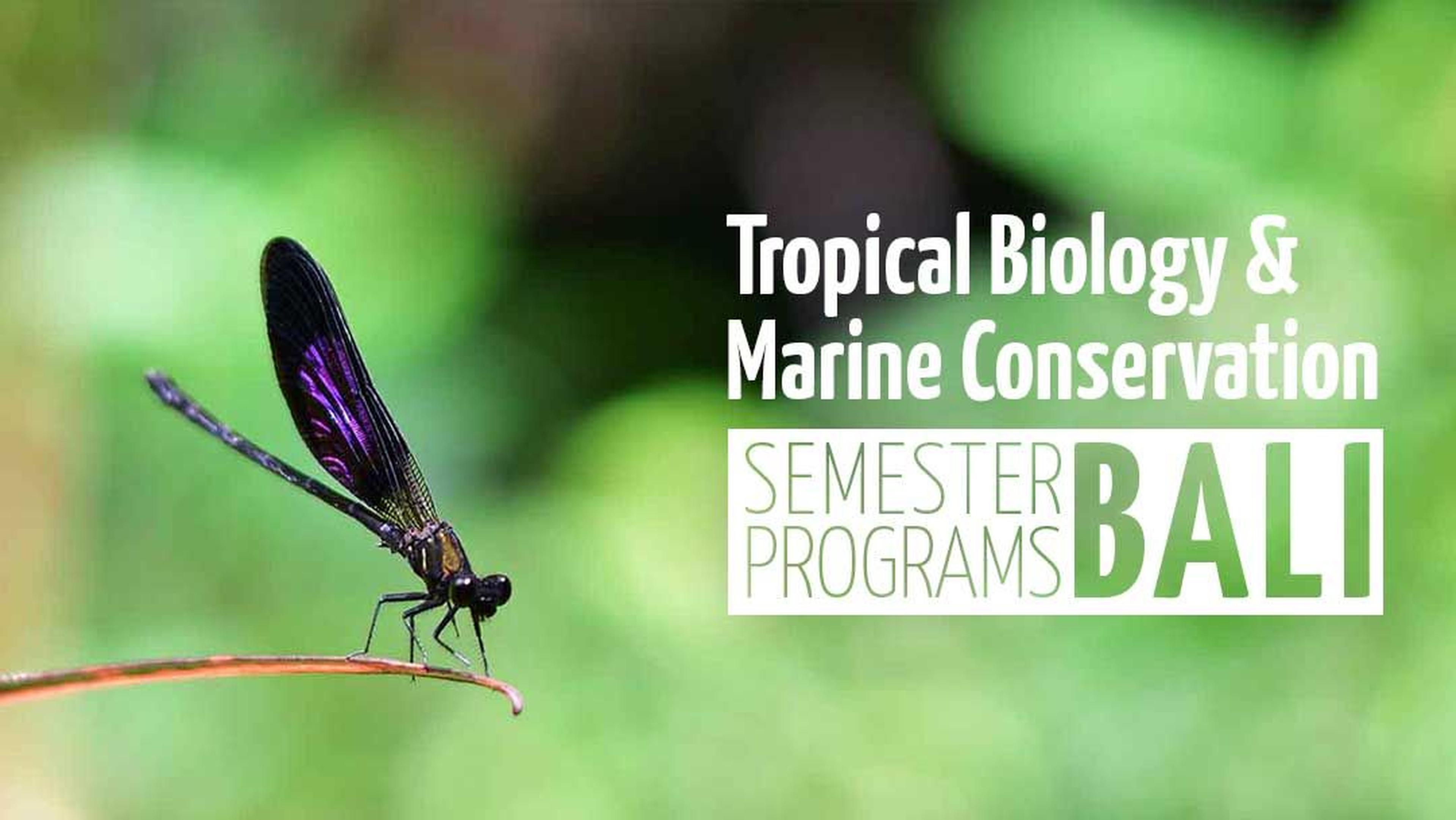 Study in Bali - Biology, Tourism, Sustainability | upskill.study