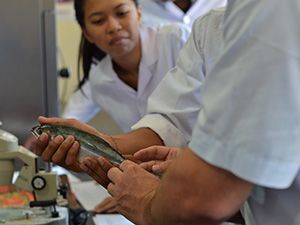 Research – Tropical Fish Disease | upskill.study