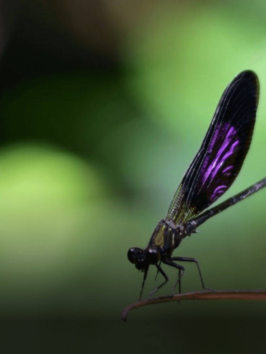 Study in Bali – Tropical Biology & Marine Conservation | upskill.study