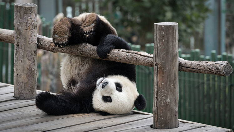 Pass the Panda: What You Can Win