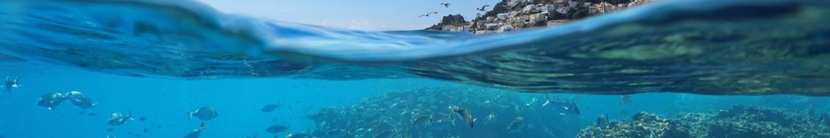 Jobs at Seas At Risk in Brussels | Jobs in Brussels