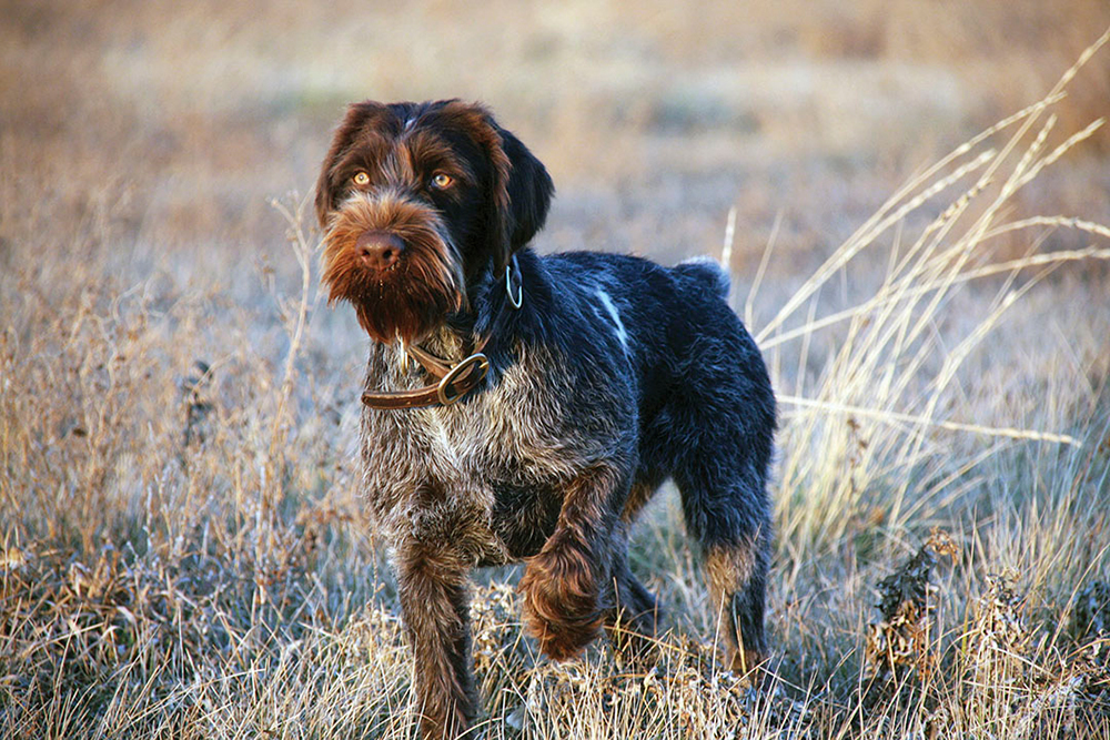 Wirehaired Pointing Griffon Dog Breed - Dog World