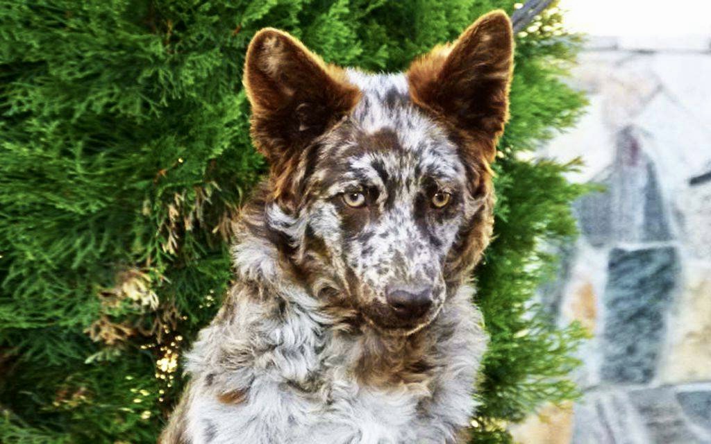 Mudi Dog Breed - Dog World