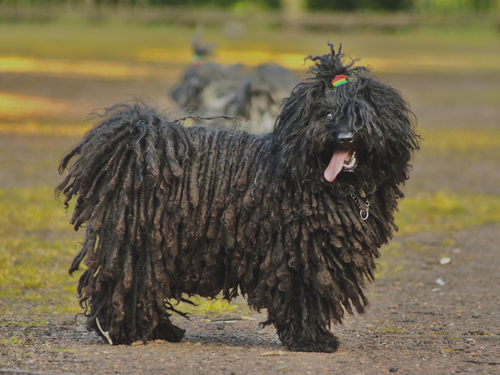 Puli Dog Breed - Dog World