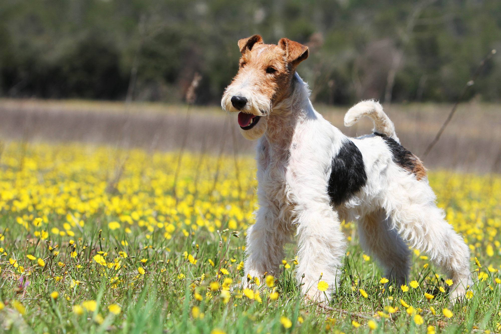 Wire Hair Fox Terrier Dog Breed - Dog World