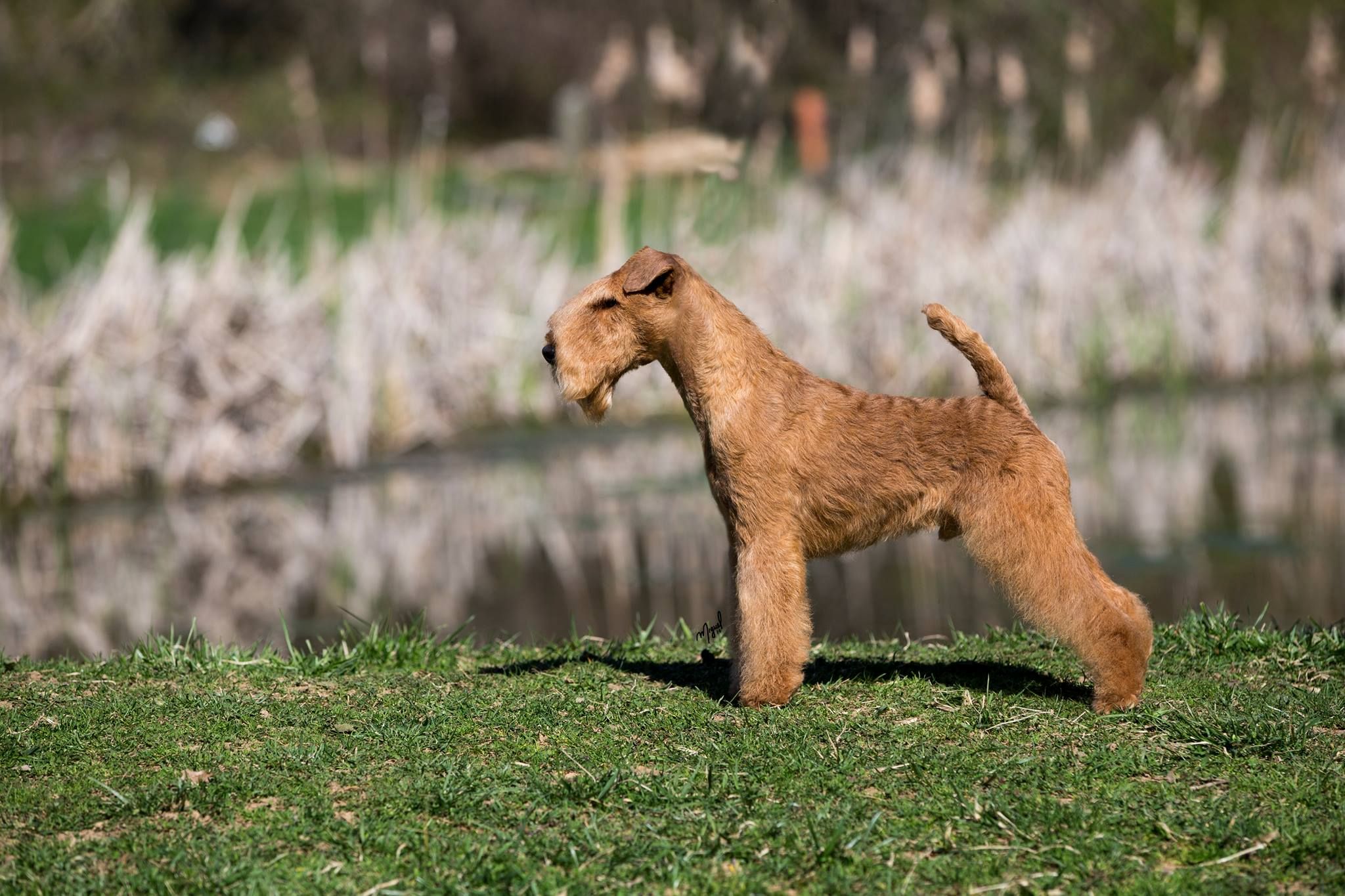 Are Lakeland Terriers Polite With Strangers