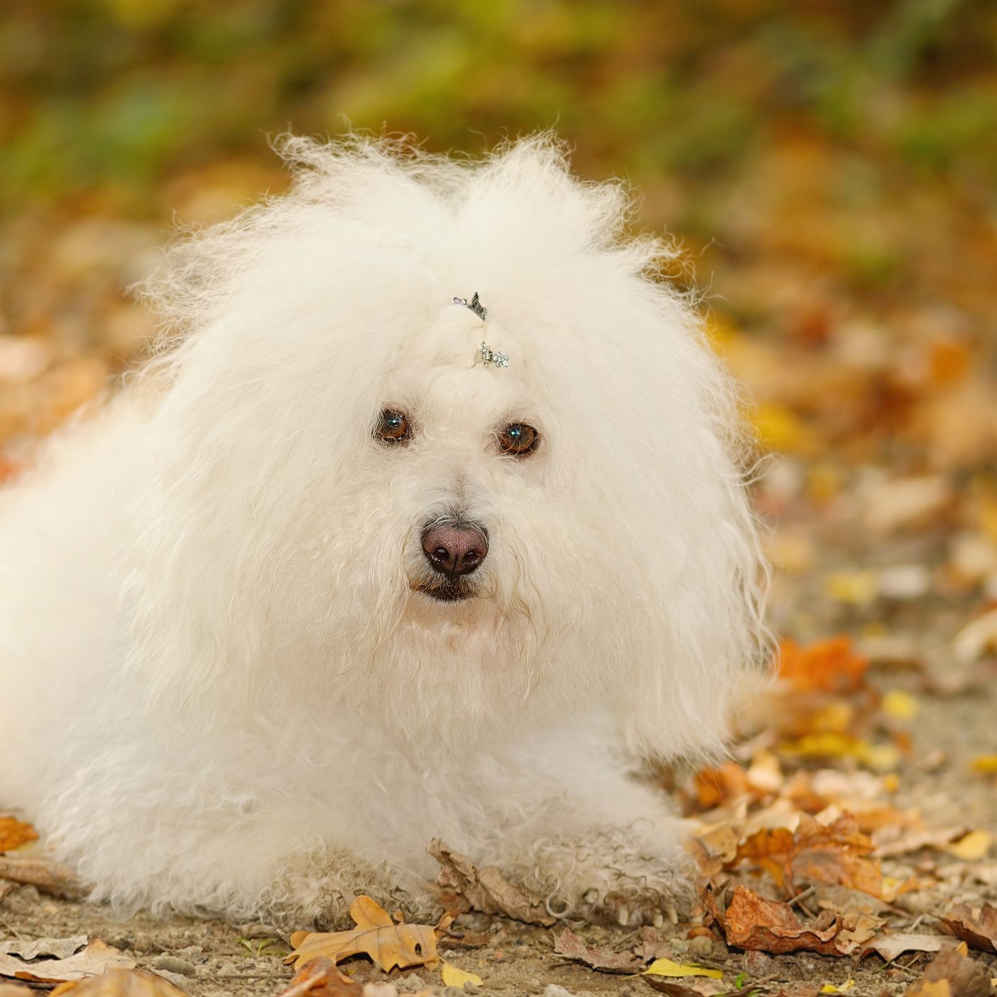 Bolognese Dog Breed - Dog World