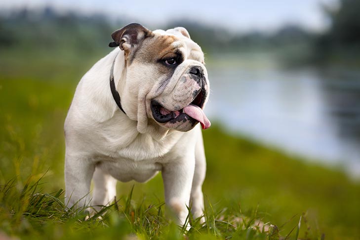 Bulldog Dog Breed - Dog World