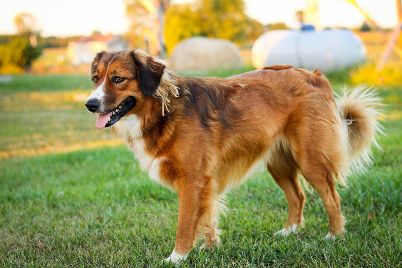 English Shepherd Dog Breed - Dog World