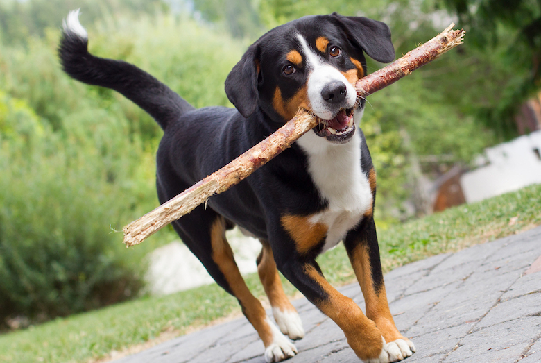 Appenzeller Sennenhund Dog Breed - Dog World