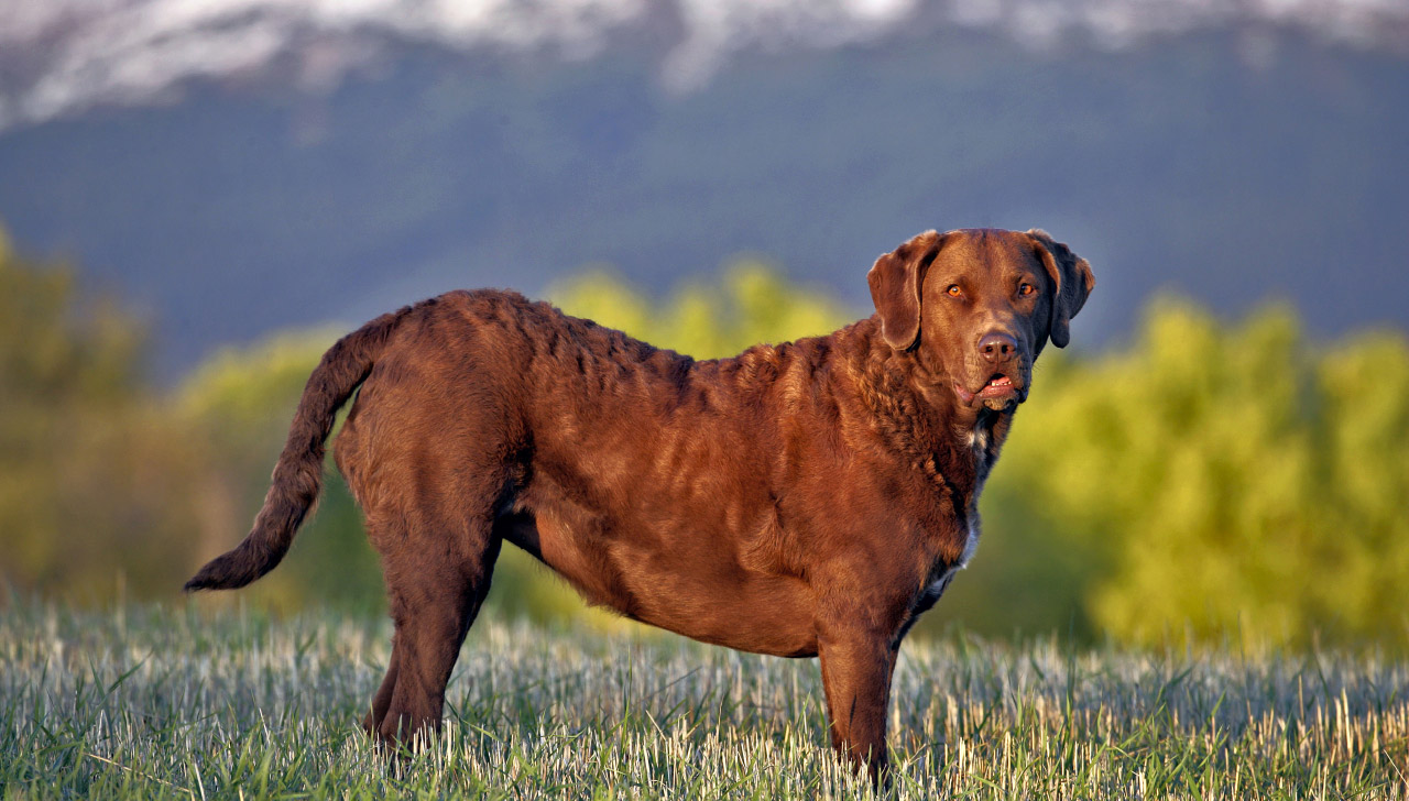 Chesapeake Bay Retriever Dog Breed - Dog World