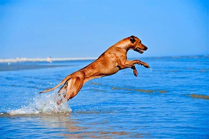 Are Rhodesian Ridgebacks Bark A Lot