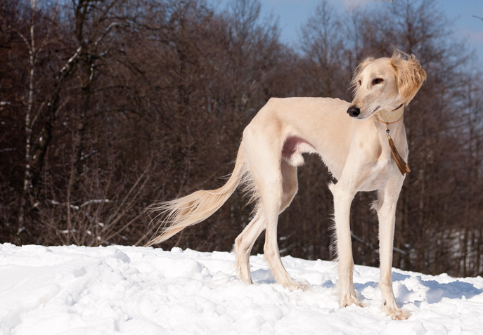 Saluki Dog Breed - Dog World