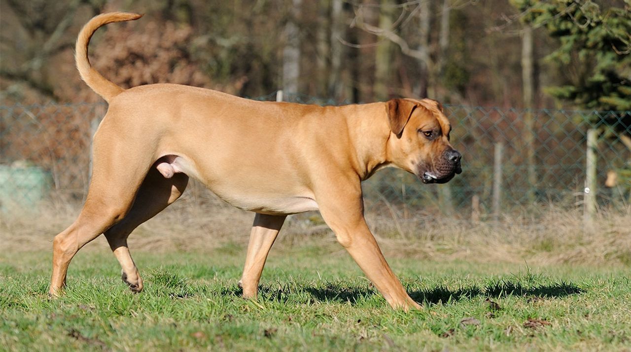 Boerboel Dog Breed - Dog World