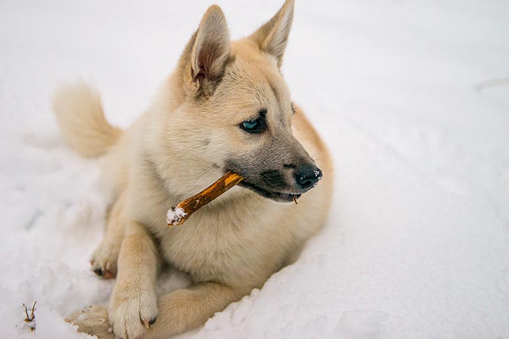 Norwegian Buhund Dog Breed - Dog World