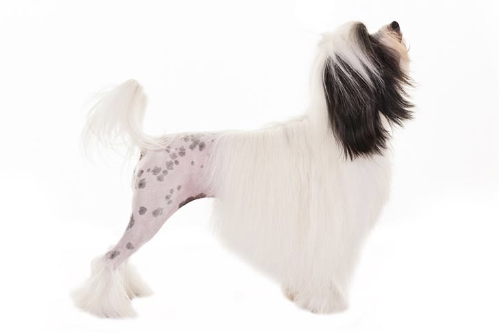 Lowchen Dog Breed - Dog World