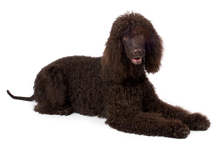 Tweed Water Spaniel