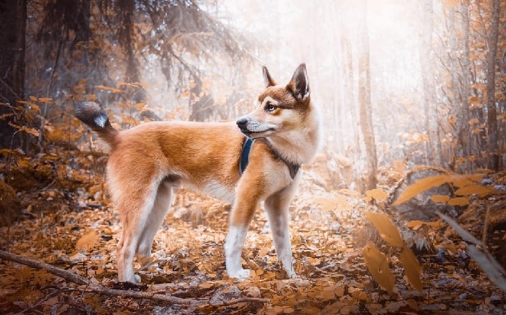 Norwegian Lundehund Dog Breed - Dog World