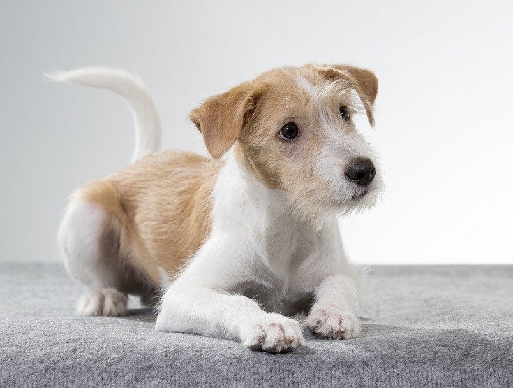 Kromfohrlander Dog Breed - Dog World