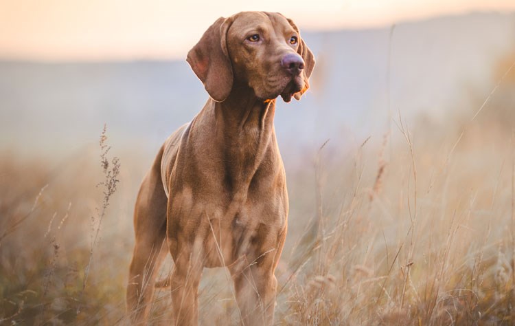 Vizsla Dog Breed - Dog World