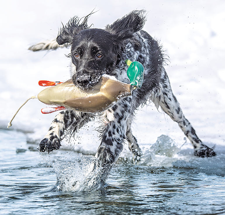 Large Munsterlander Dog Breed - Dog World