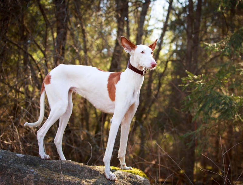 Ibizan Hound Dog Breed - Dog World