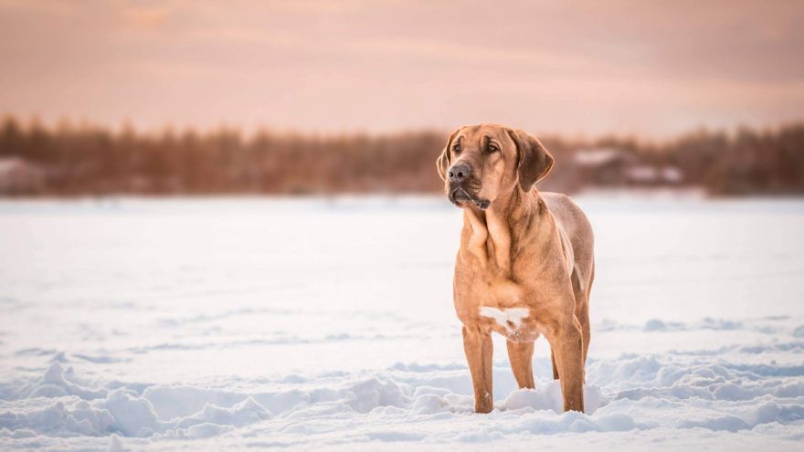 Broholmer Dog Breed - Dog World