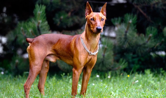 German Pinscher Dog Breed - Dog World