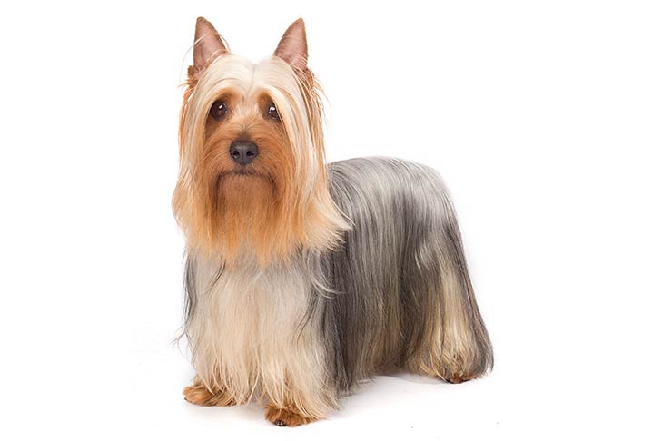 Australian Silky Terrier Dog Breed - Dog World