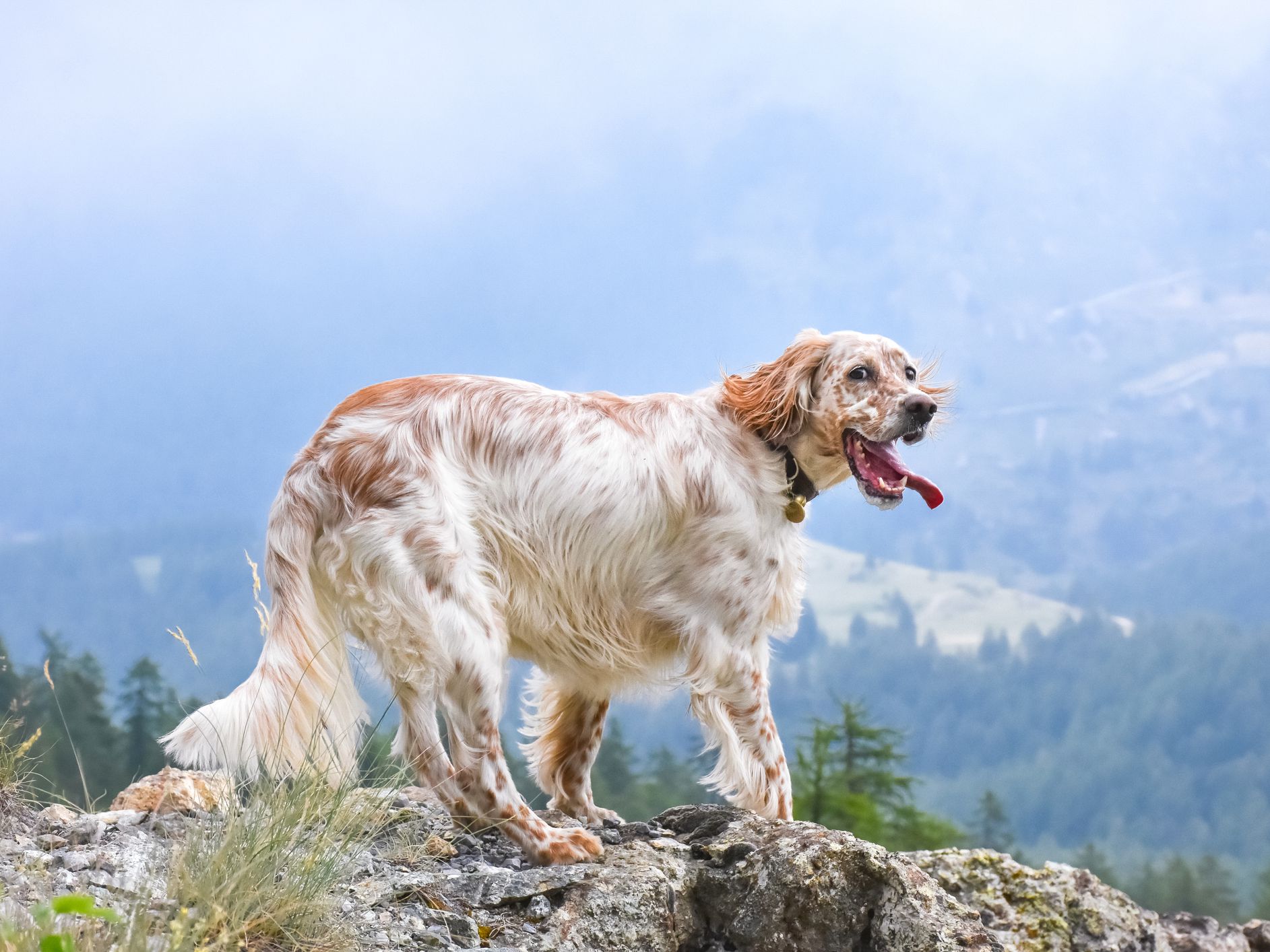 English Setter Dog Breed - Dog World