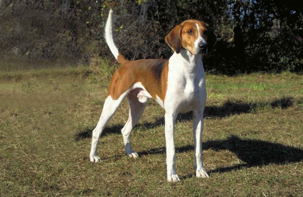 English Foxhound Mix