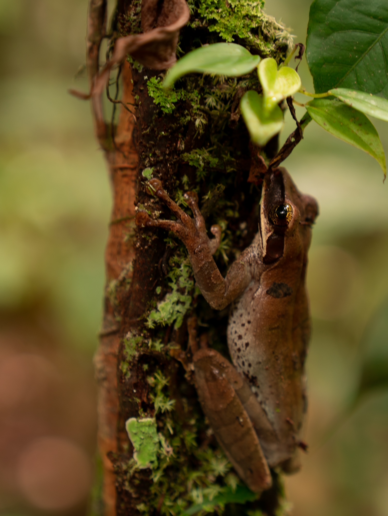 4 giorni in Amazzonia Ecuadoriana - Ericazetatravel