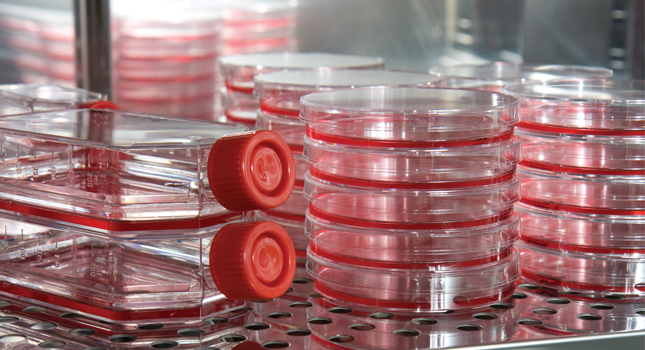 Cell and Tissue Culture