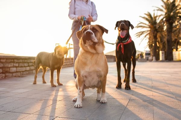 Furmama Guide: 6 Ways to Prep Your Dog for New Year Fireworks