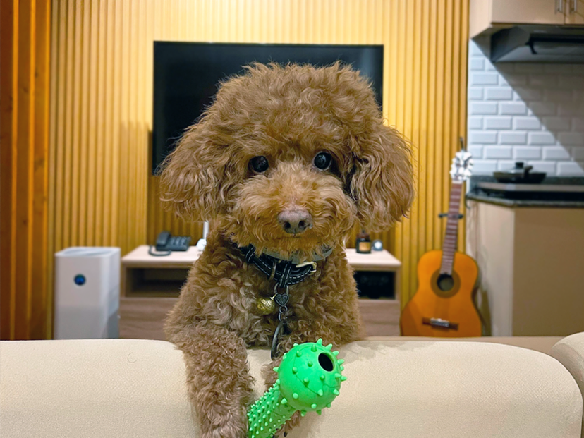 How Having a Pet Can Enrich Your Family’s Life